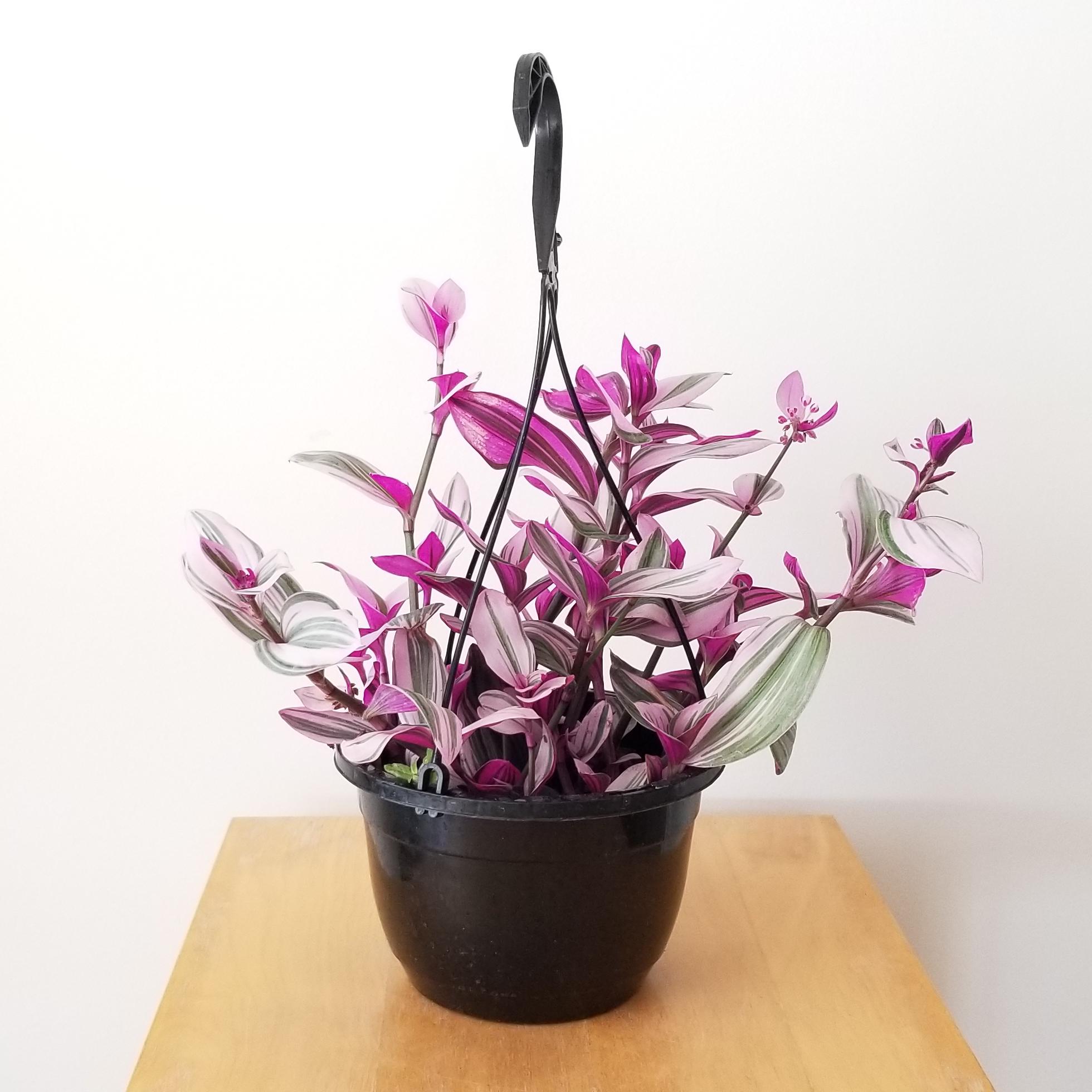 Tradescantia Nanouk - ZAS Landscape