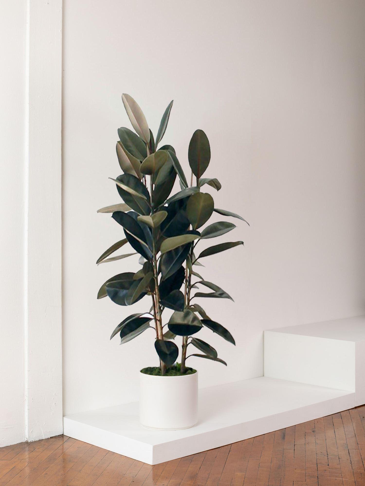 Ficus Elastica - ZAS Landscape